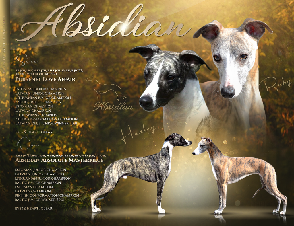 How Many Puppies Are Born In A Whippet Litter